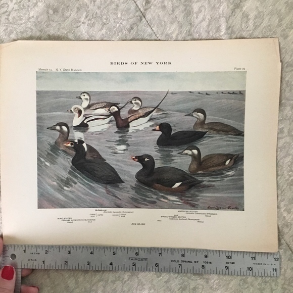 Vintage | Art | Antique Ornithological Bird Print Original | Poshmark